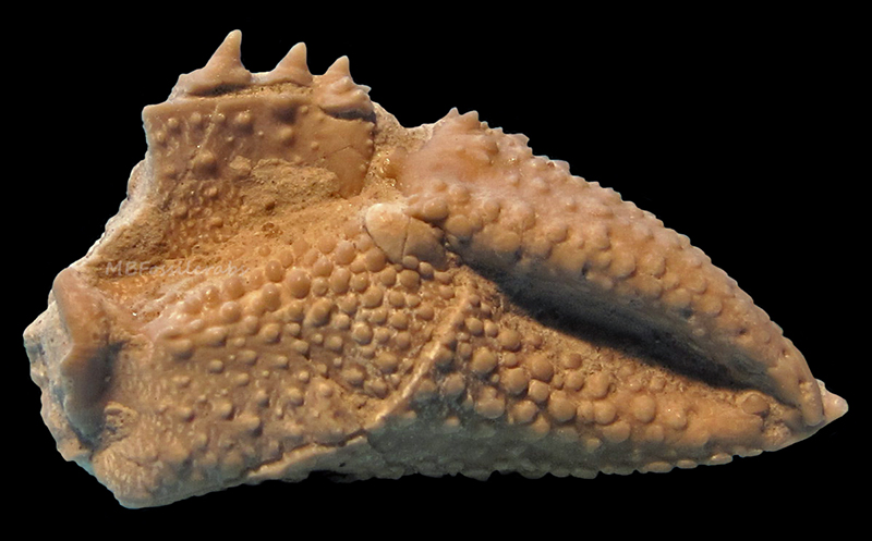 Paguroidea by MB fossil crabs