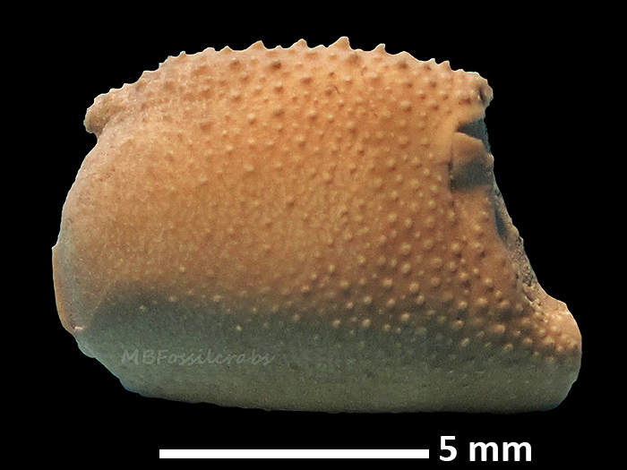 Paguroidea by MB fossil crabs