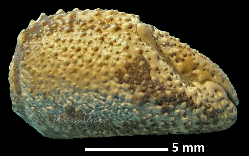 Paguroidea by MB fossil crabs