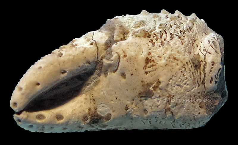 Paguroidea by MB fossil crabs