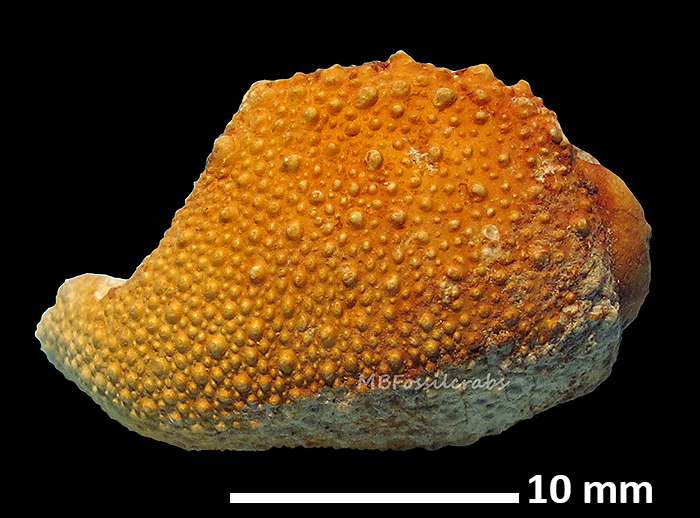 Paguroidea by MB fossil crabs