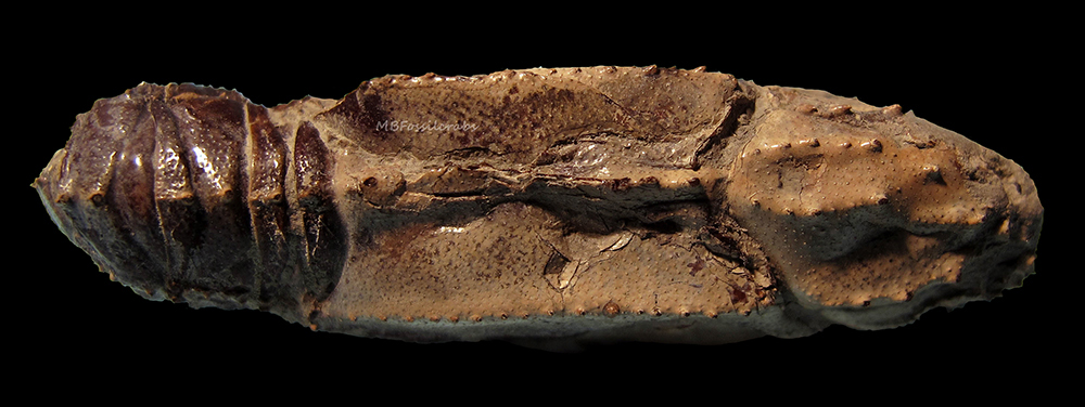 Palinuroidea by MB fossil crabs