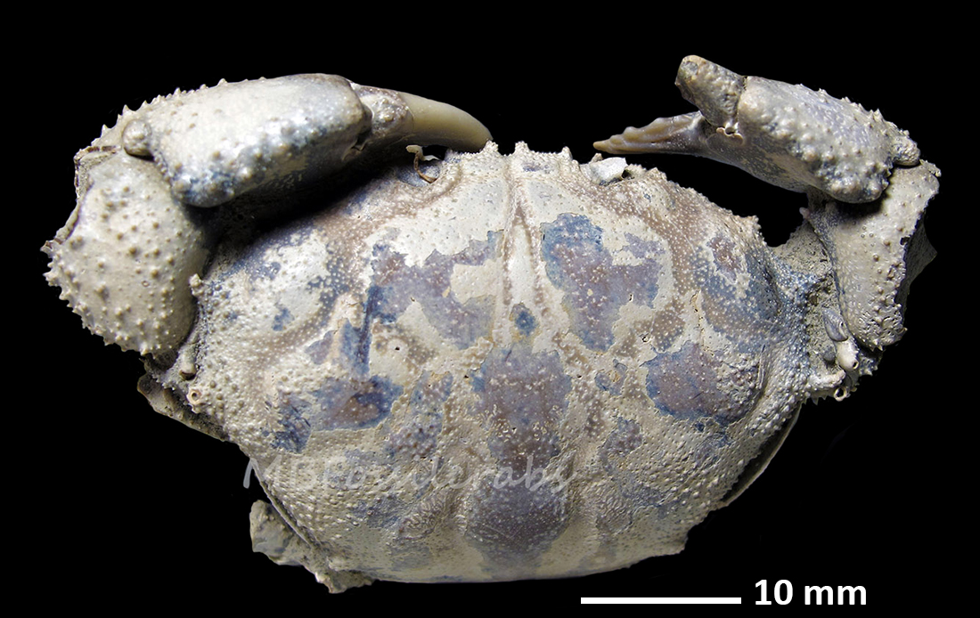 Pilumnoidea by MB fossil crabs