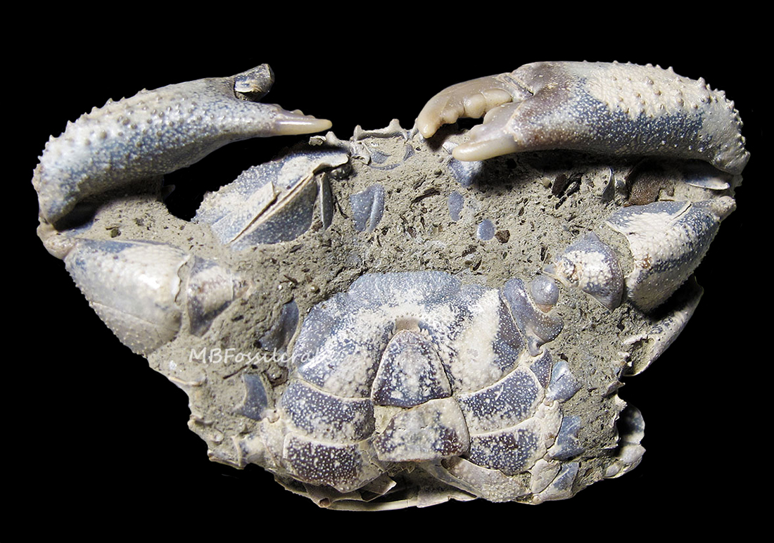 Pilumnoidea by MB fossil crabs