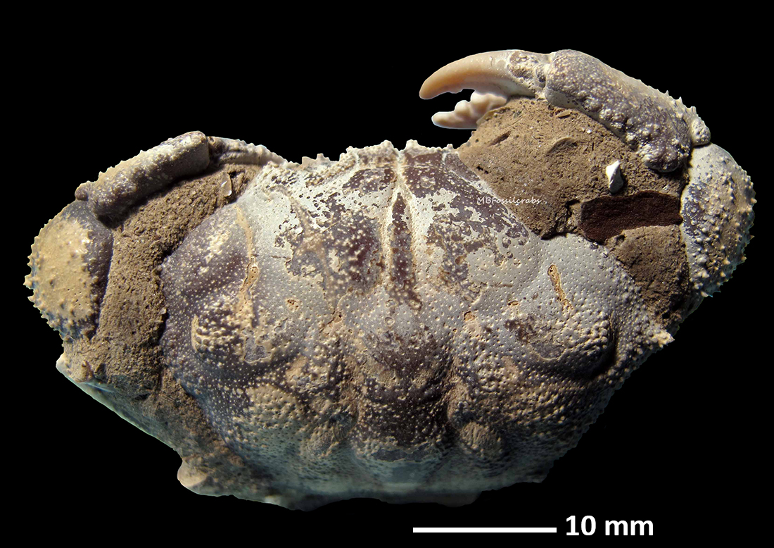 Pilumnoidea by MB fossil crabs