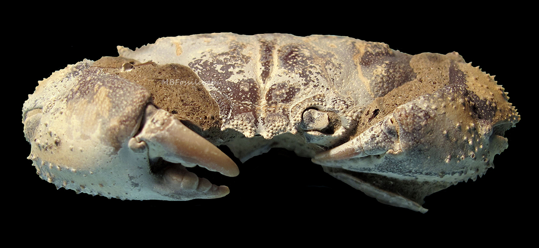 Pilumnoidea by MB fossil crabs