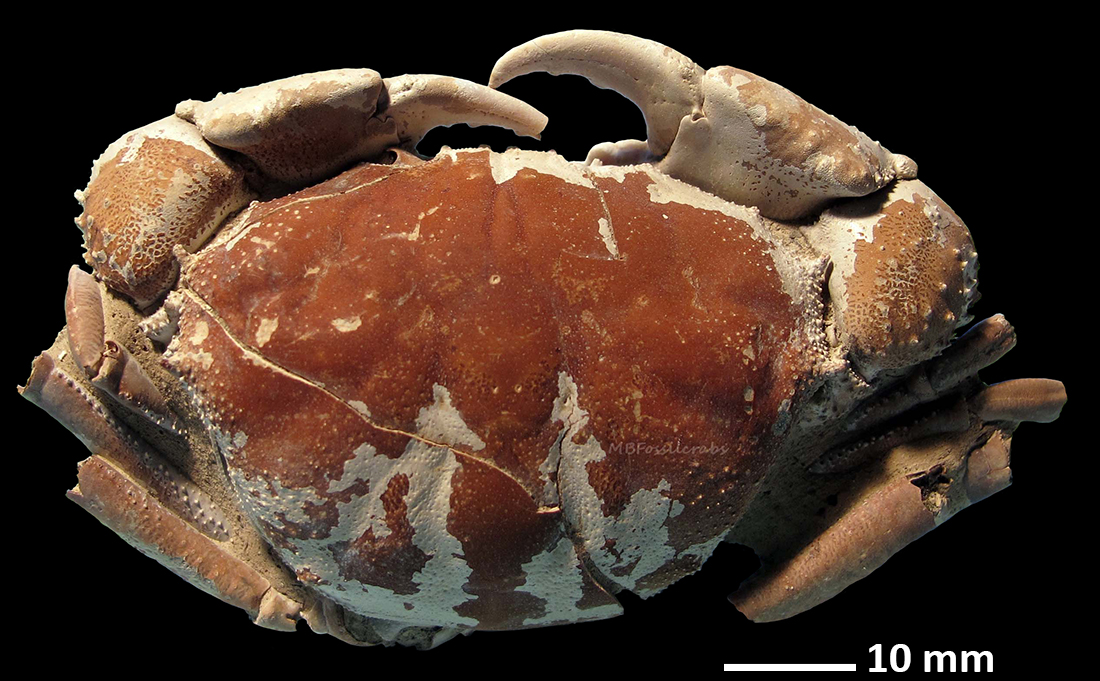 Pilumnoidea by MB fossil crabs