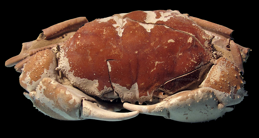 Pilumnoidea by MB fossil crabs