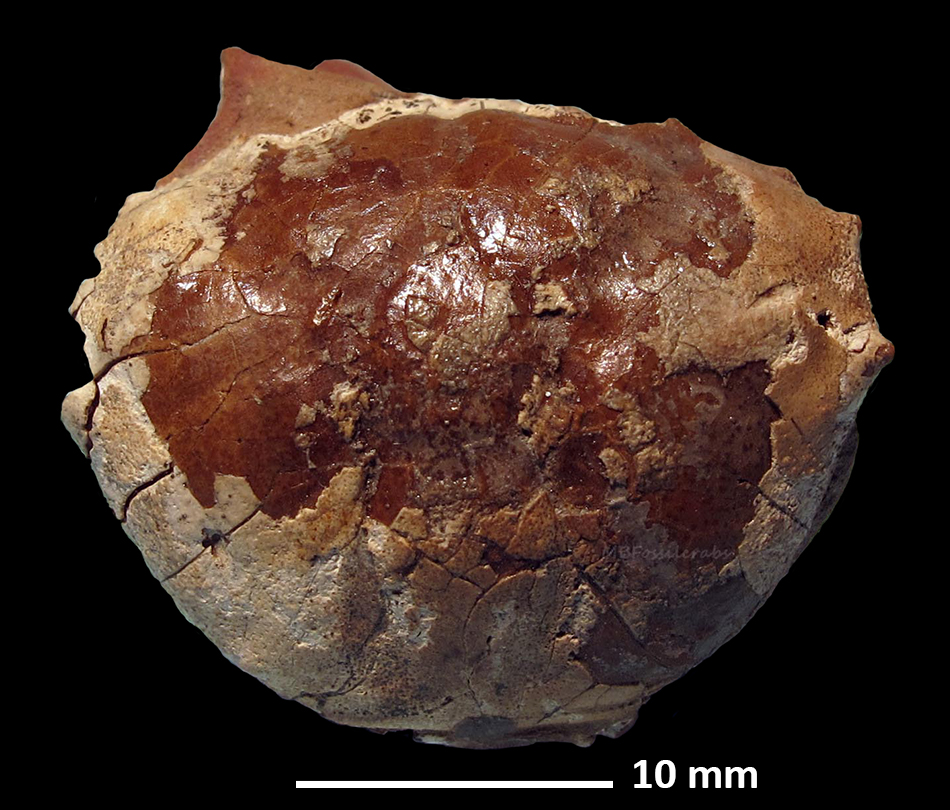 Pilumnoidea by MB fossil crabs