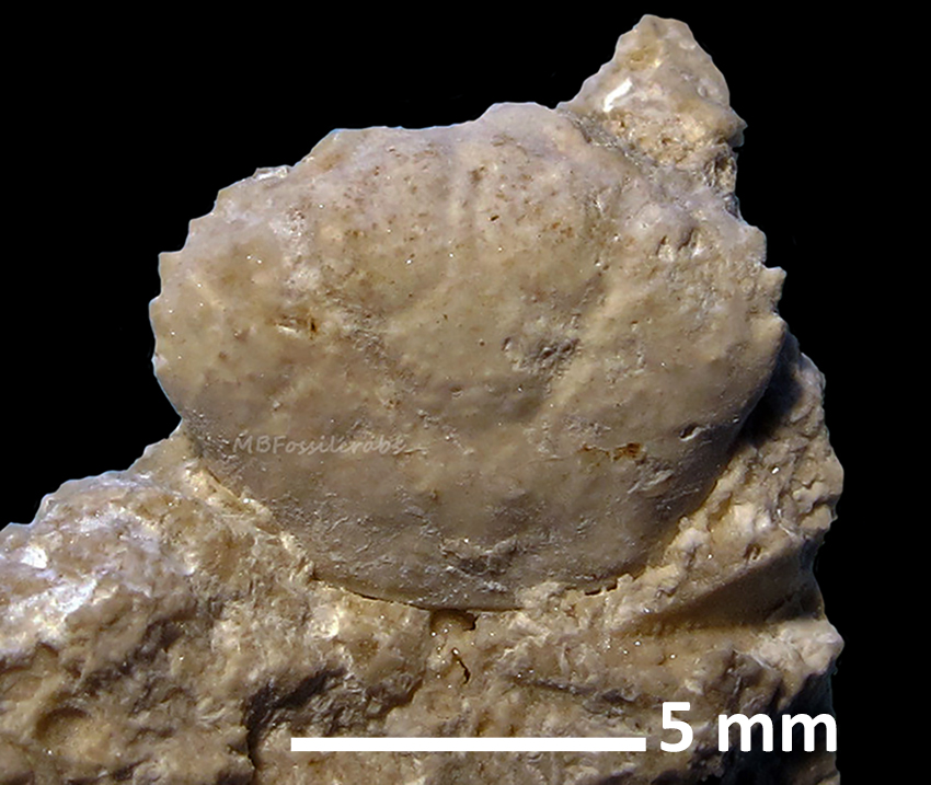 Pilumnoidea by MB fossil crabs
