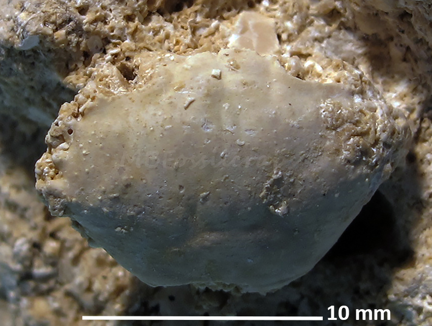 Pilumnoidea by MB fossil crabs