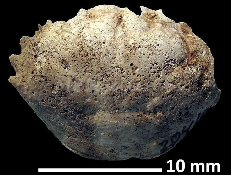 Pilumnoidea by MB fossil crabs