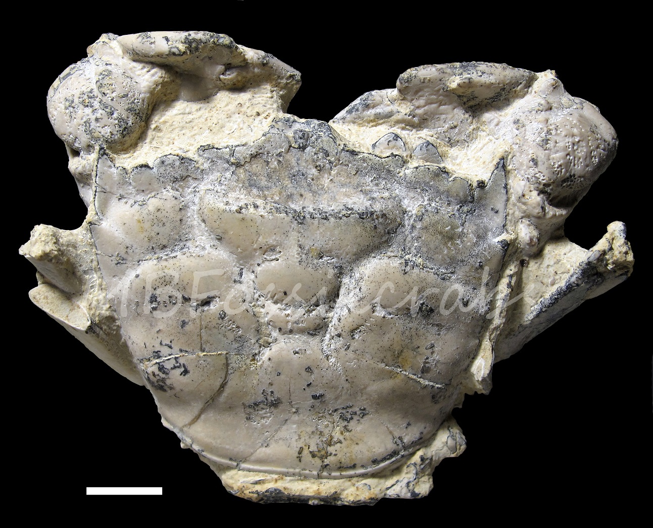 Portunoidea by MB fossil crabs