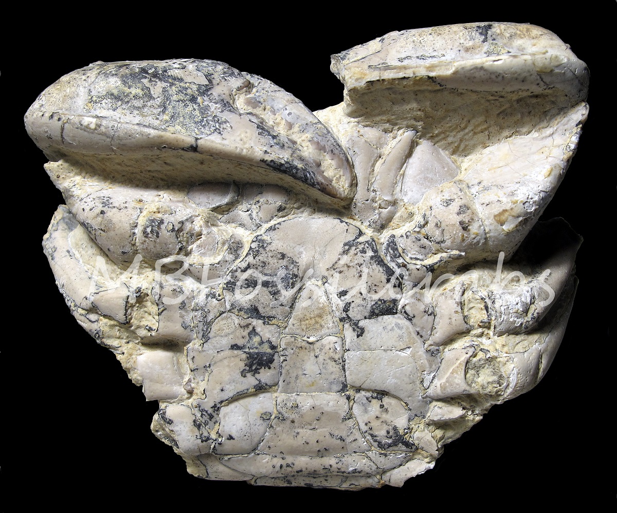 Portunoidea by MB fossil crabs