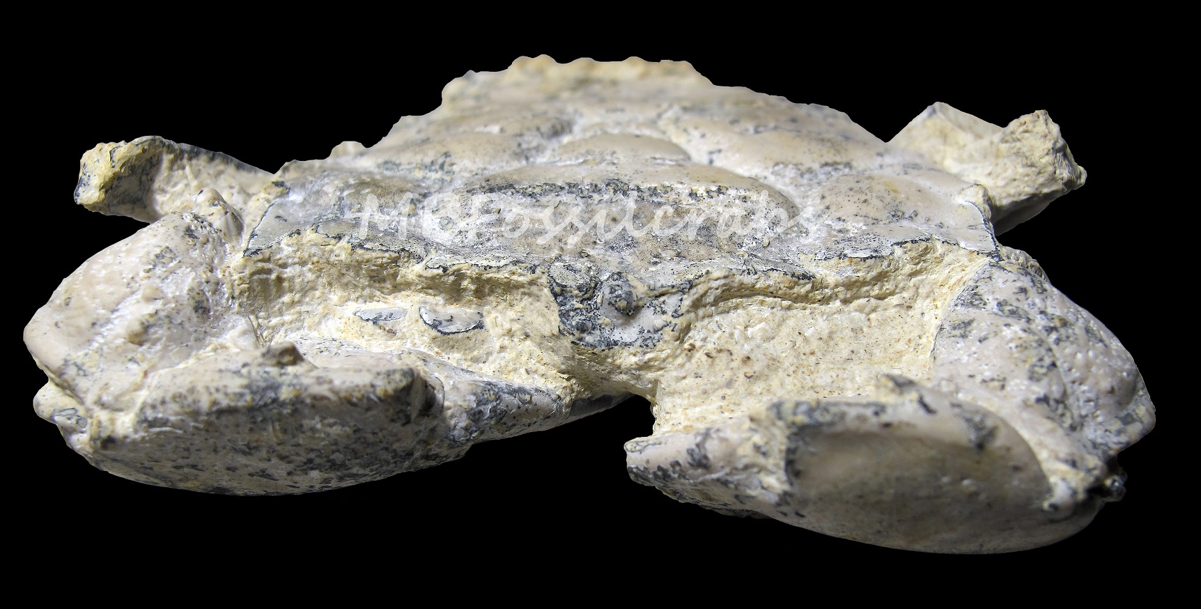 Portunoidea by MB fossil crabs