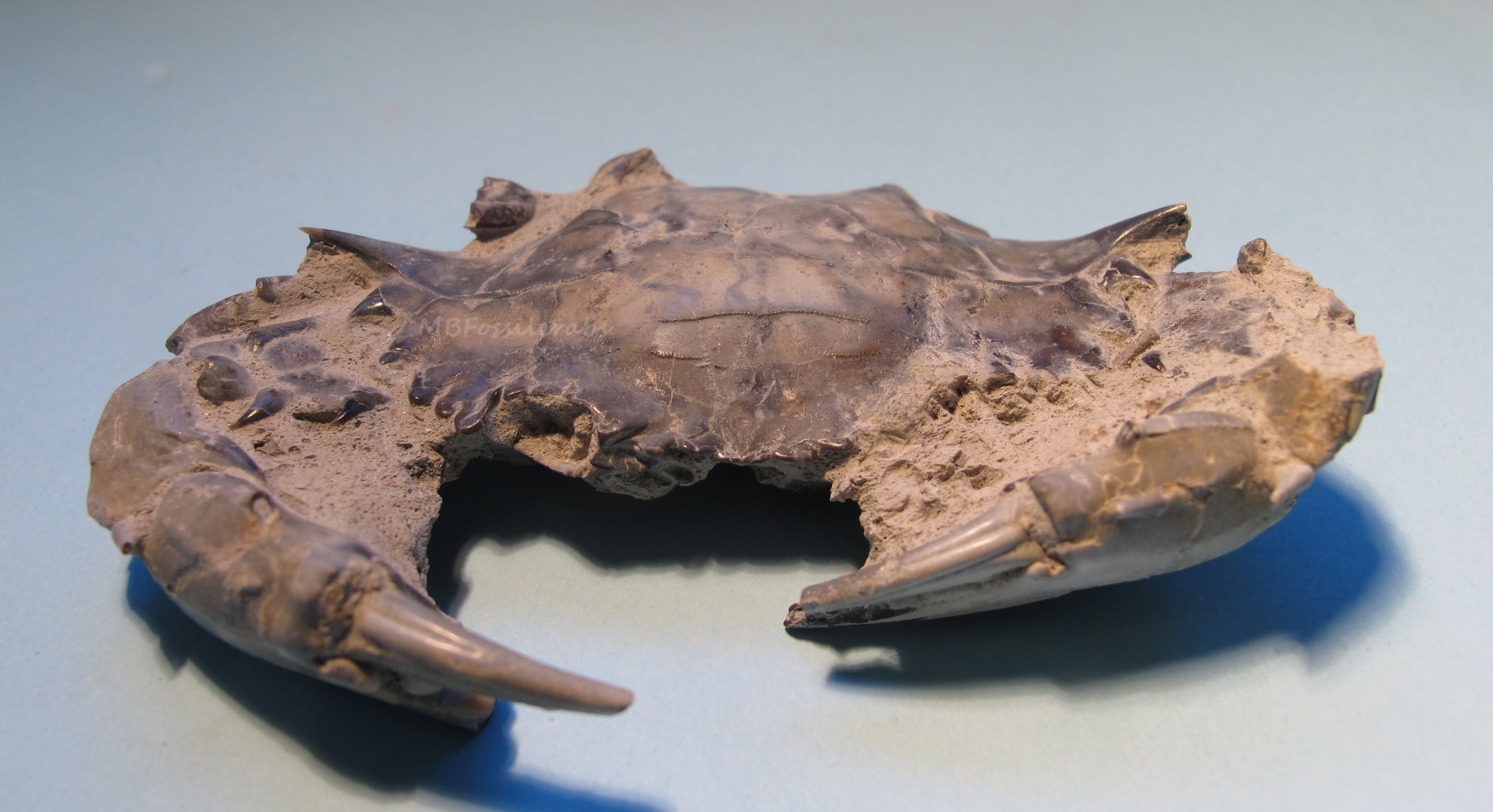 Portunoidea by MB fossil crabs