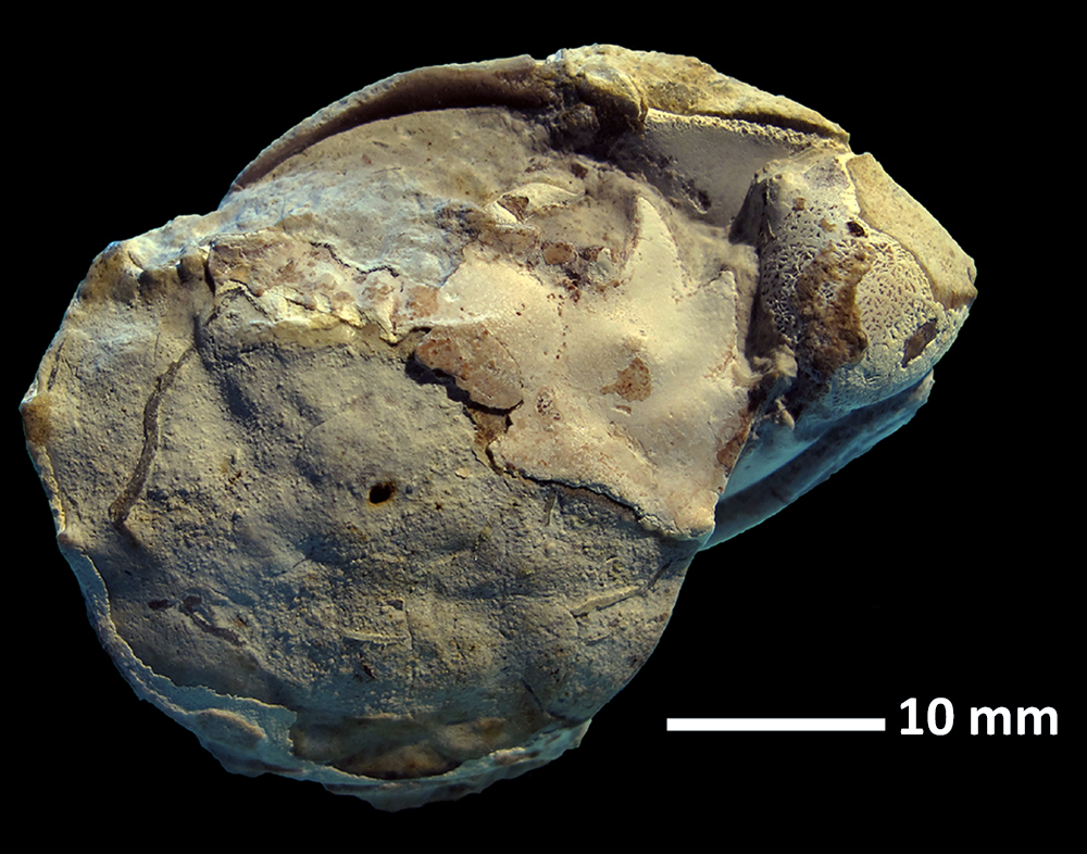Portunoidea by MB fossil crabs