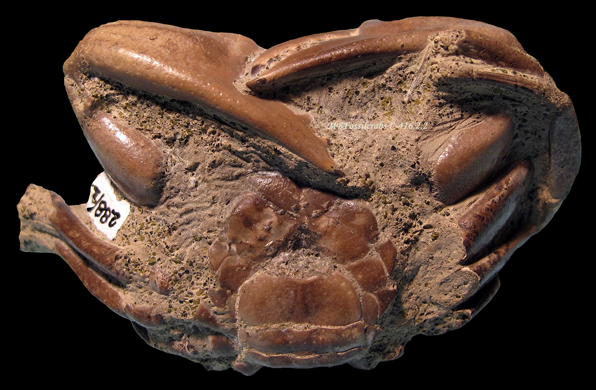 Portunoidea by MB fossil crabs