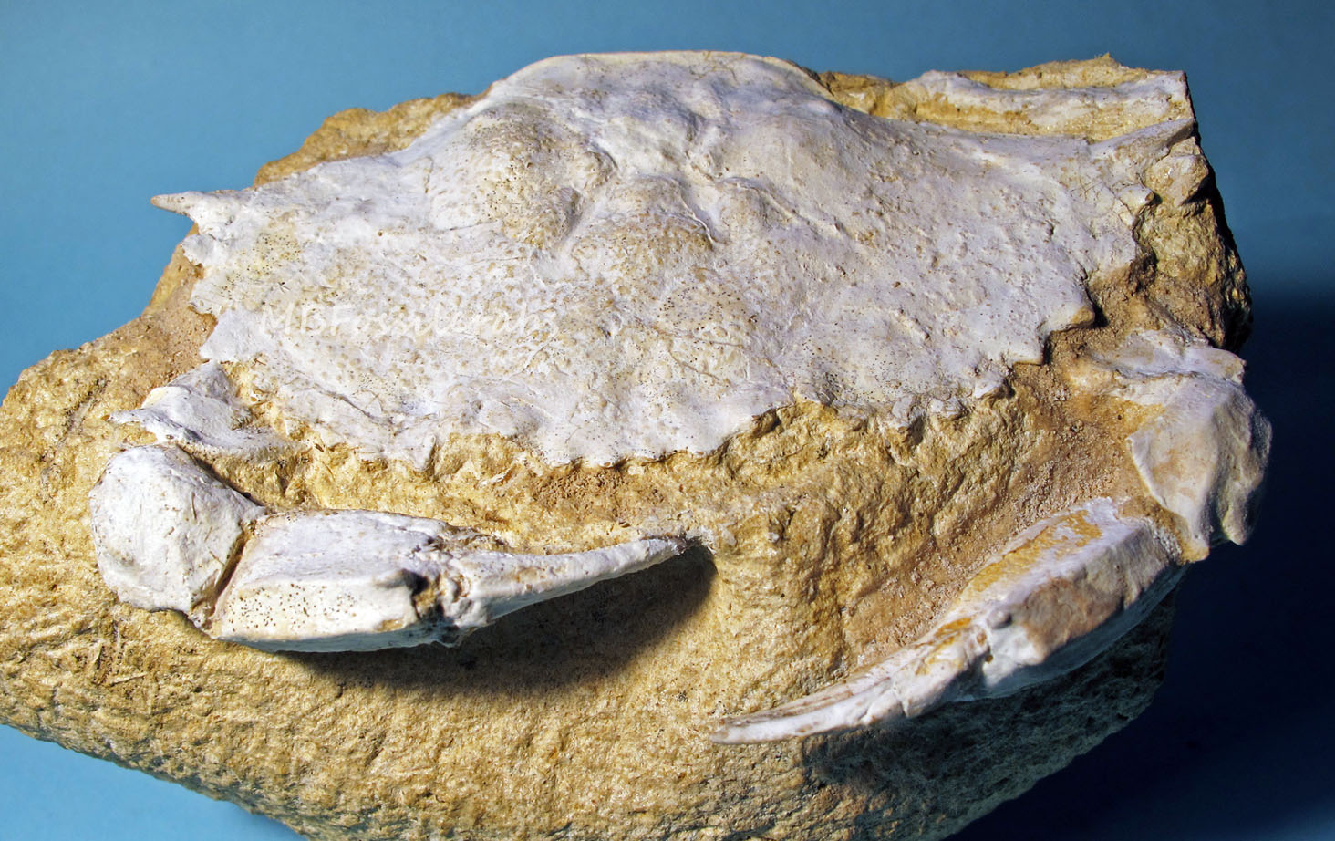 Portunoidea by MB fossil crabs