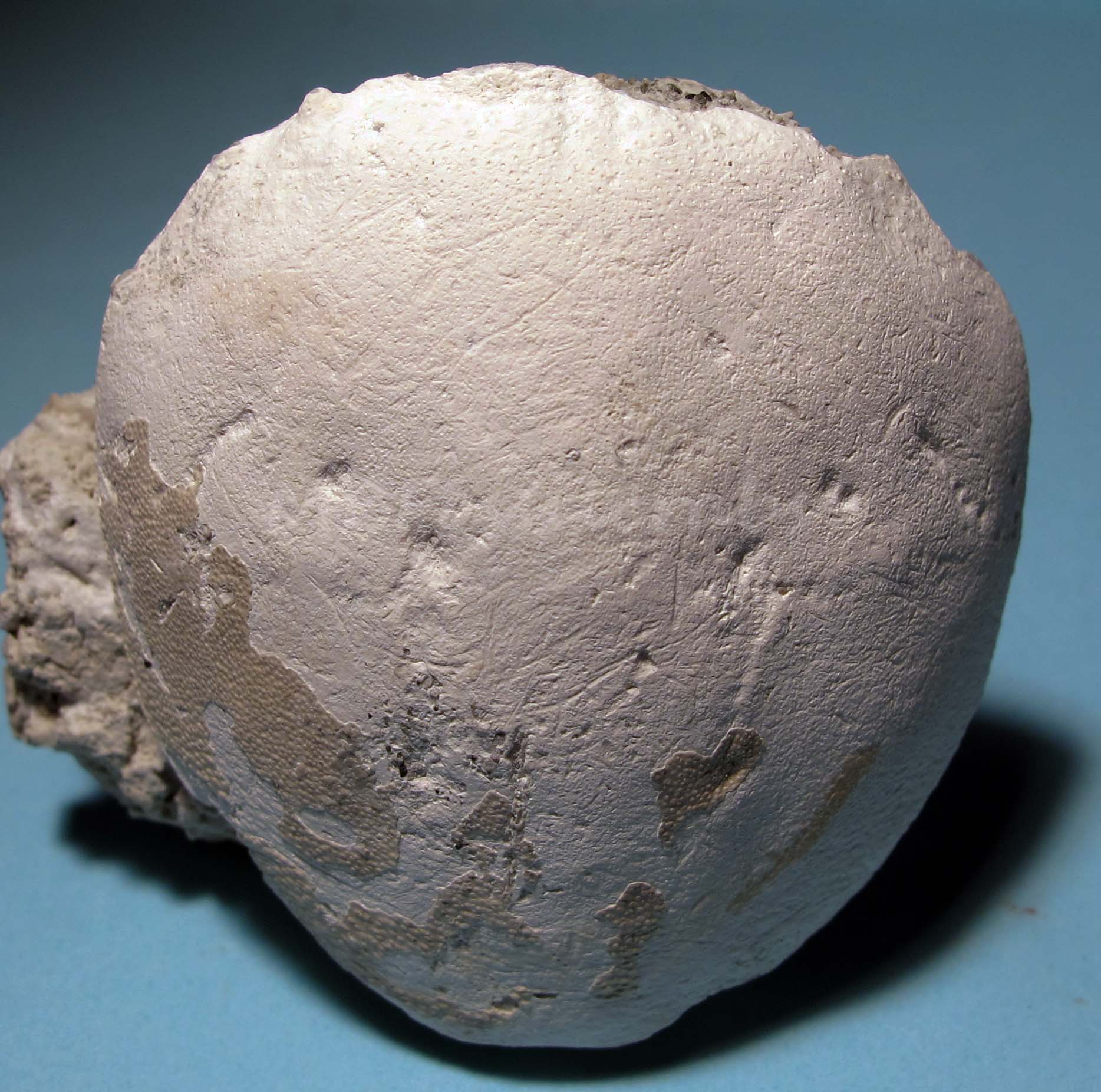 Raninoidea by MB fossil crabs