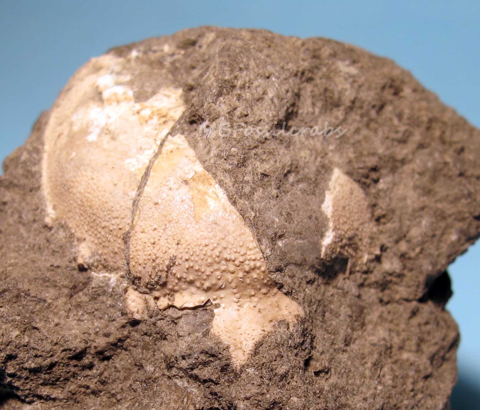 Raninoidea by MB fossil crabs