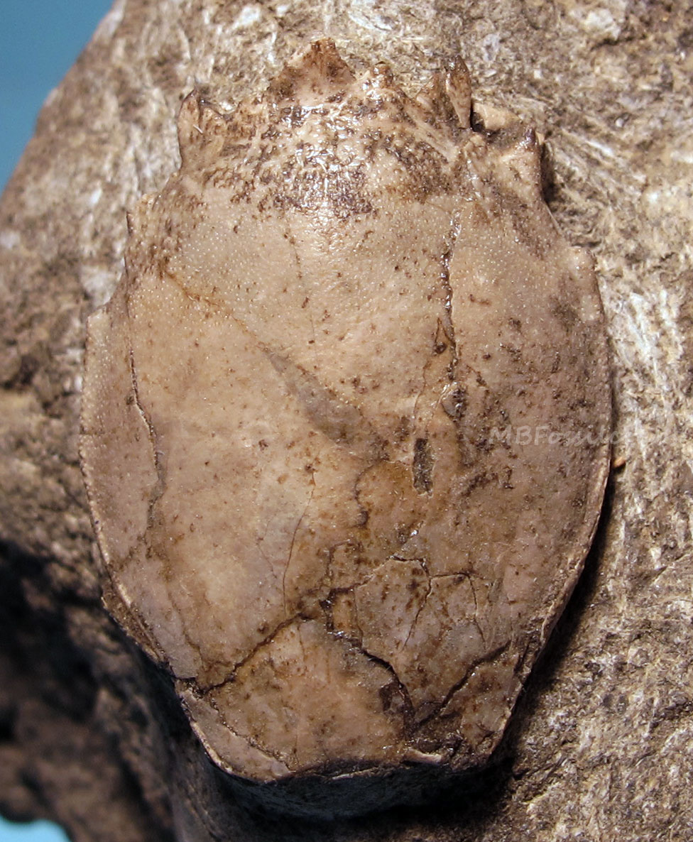 Raninoidea by MB fossil crabs