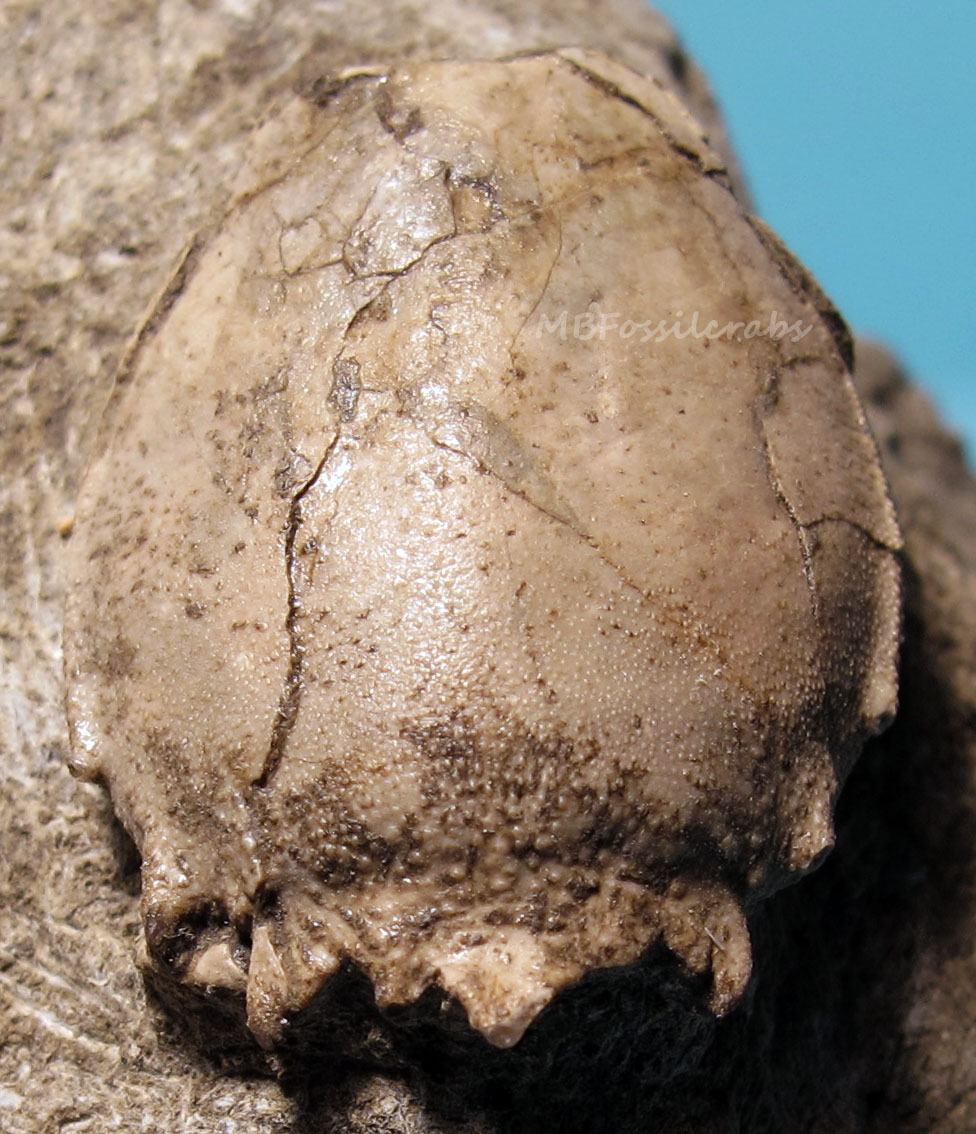 Raninoidea by MB fossil crabs