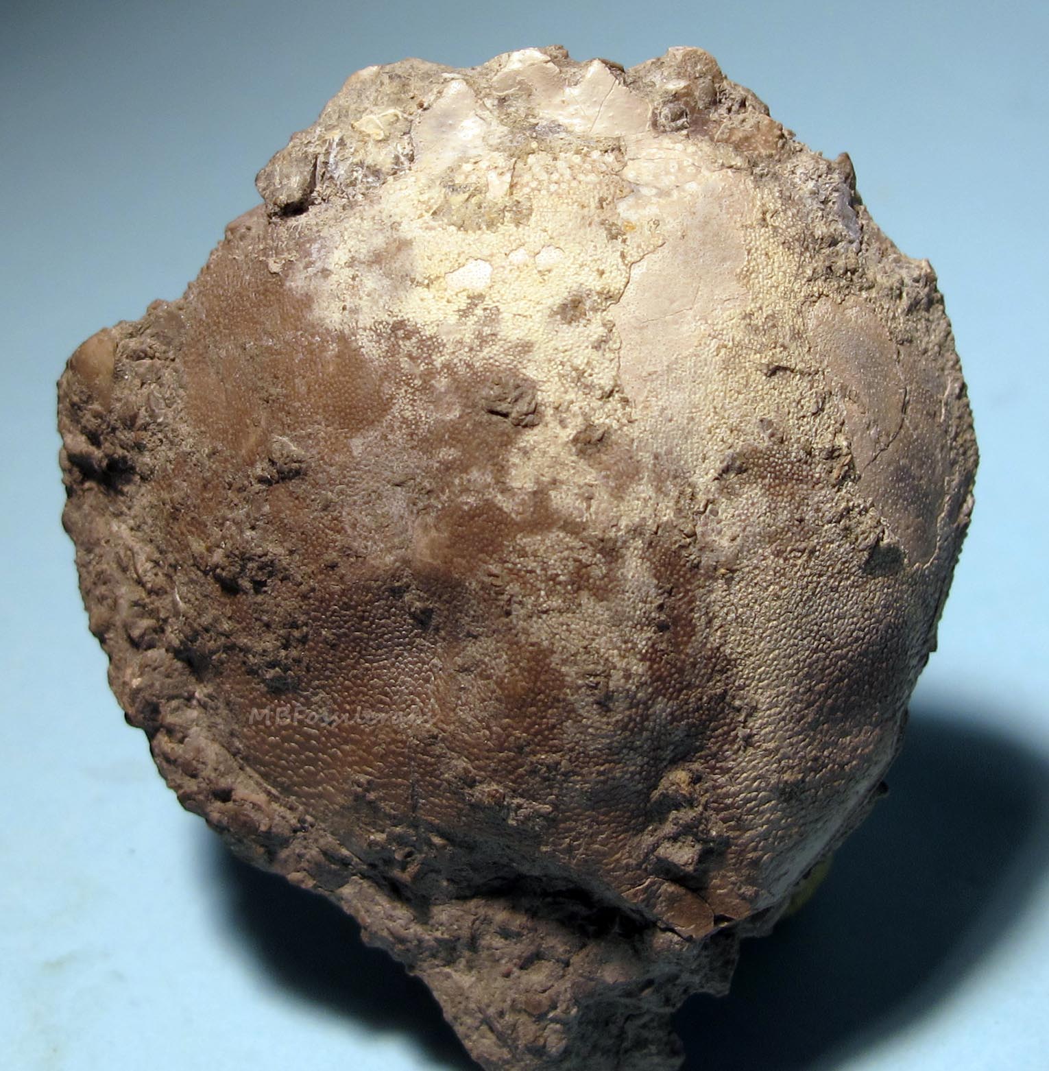 Raninoidea by MB fossil crabs