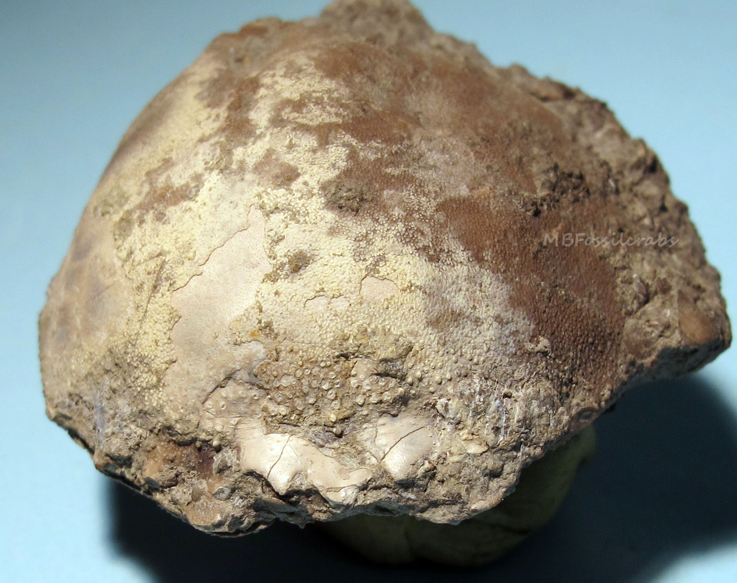 Raninoidea by MB fossil crabs