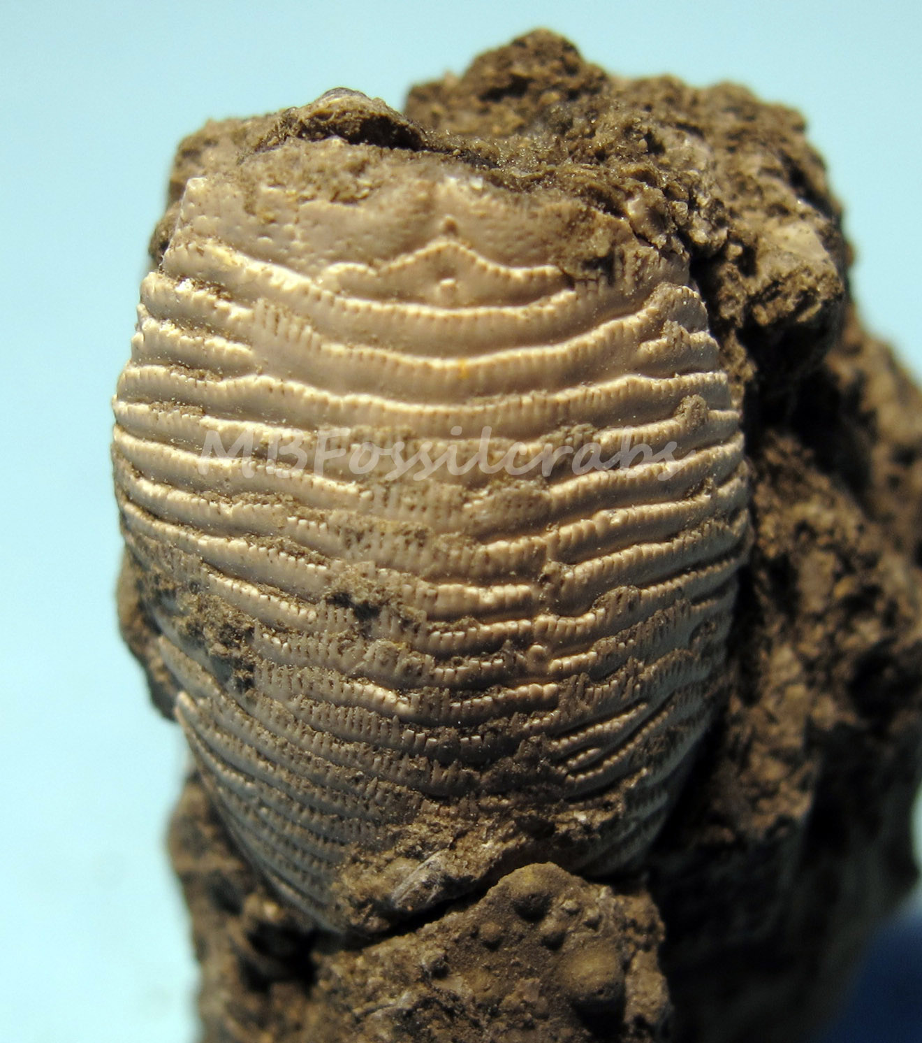 Raninoidea by MB fossil crabs