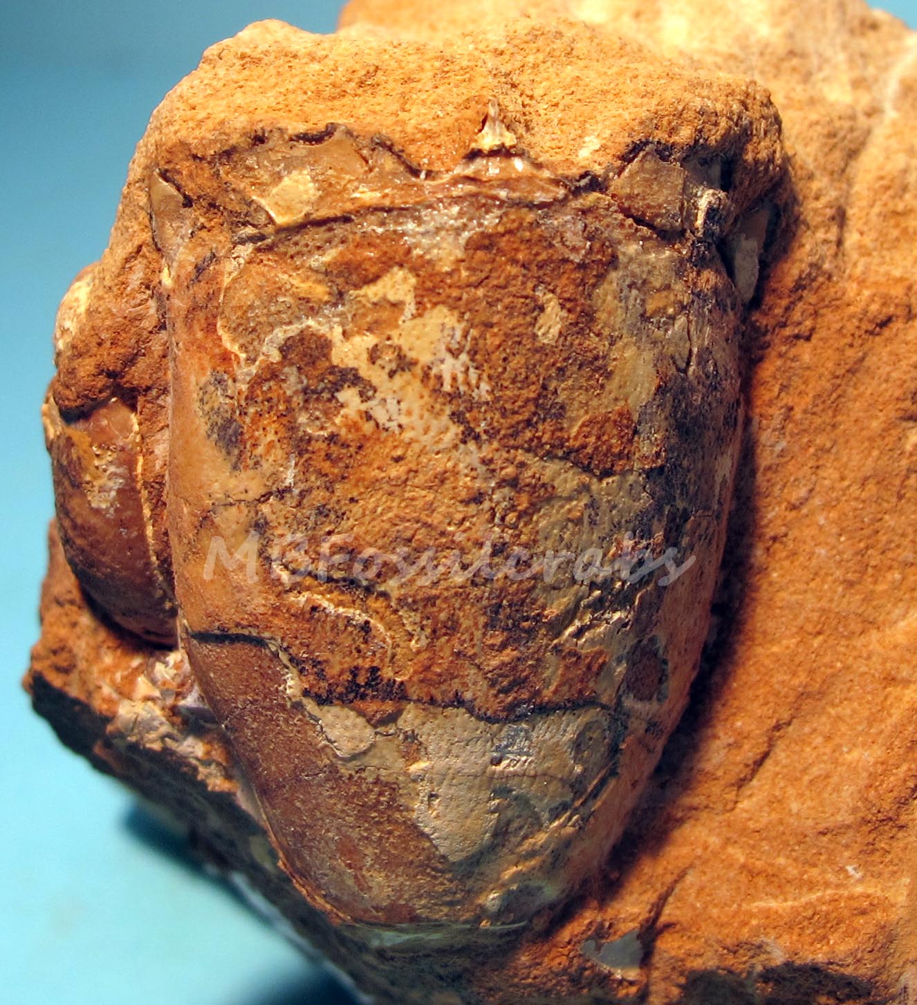 Raninoidea by MB fossil crabs