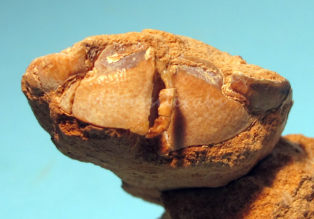 Raninoidea by MB fossil crabs