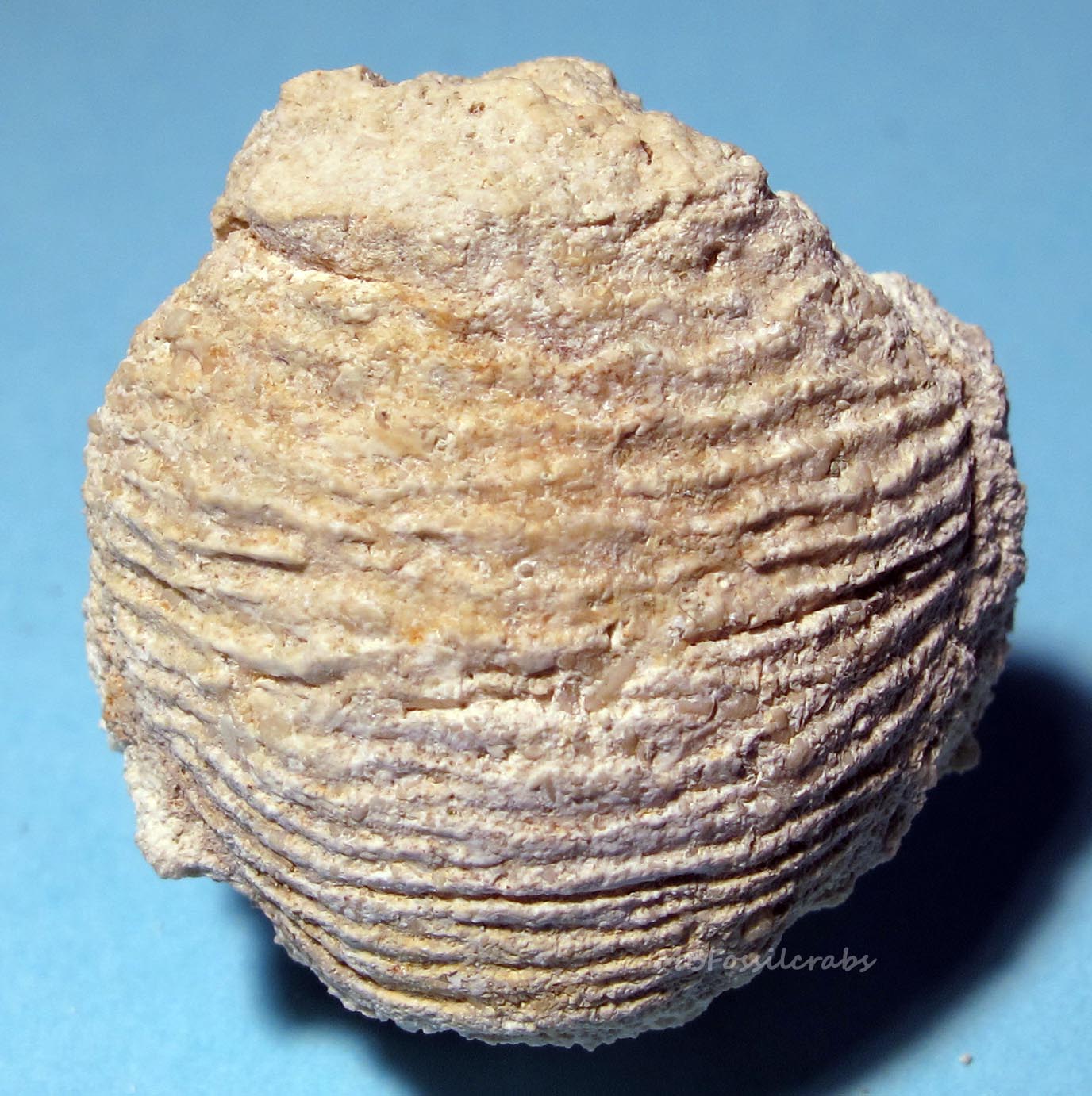 Raninoidea by MB fossil crabs