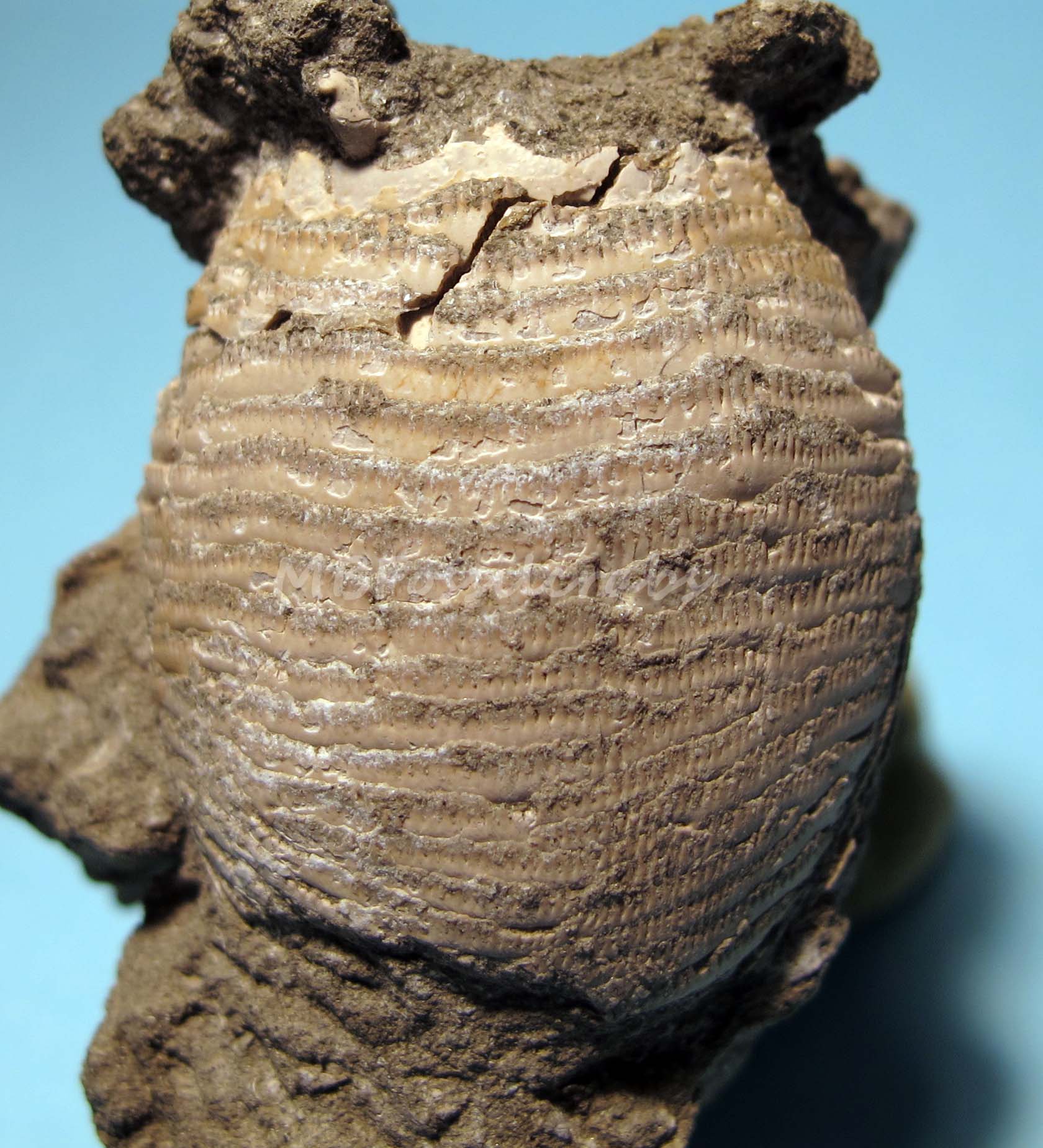 Raninoidea by MB fossil crabs