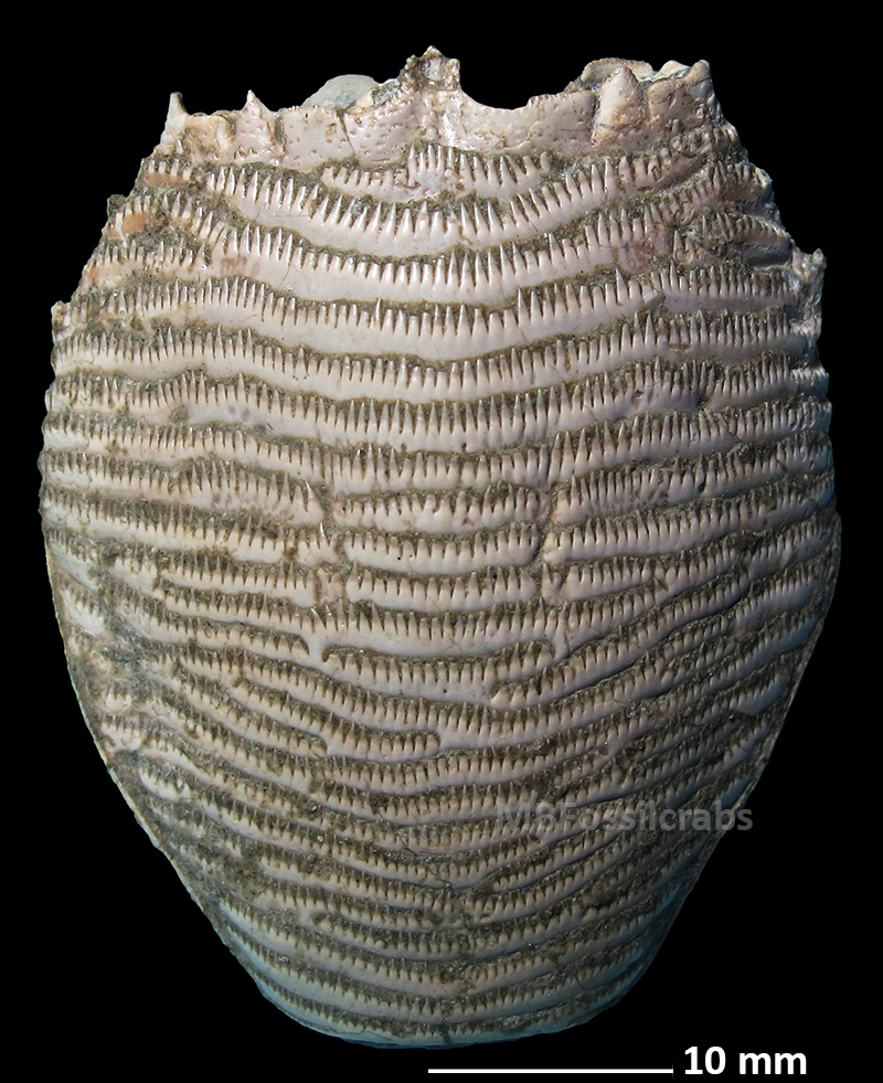 Raninoidea by MB fossil crabs