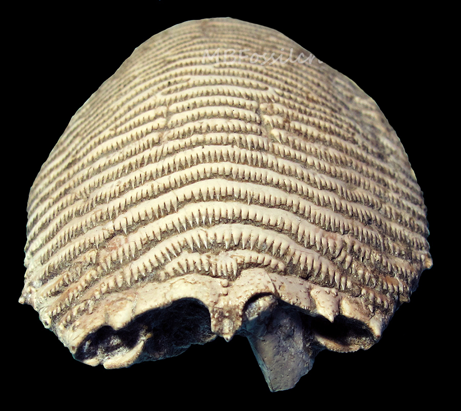 Raninoidea by MB fossil crabs