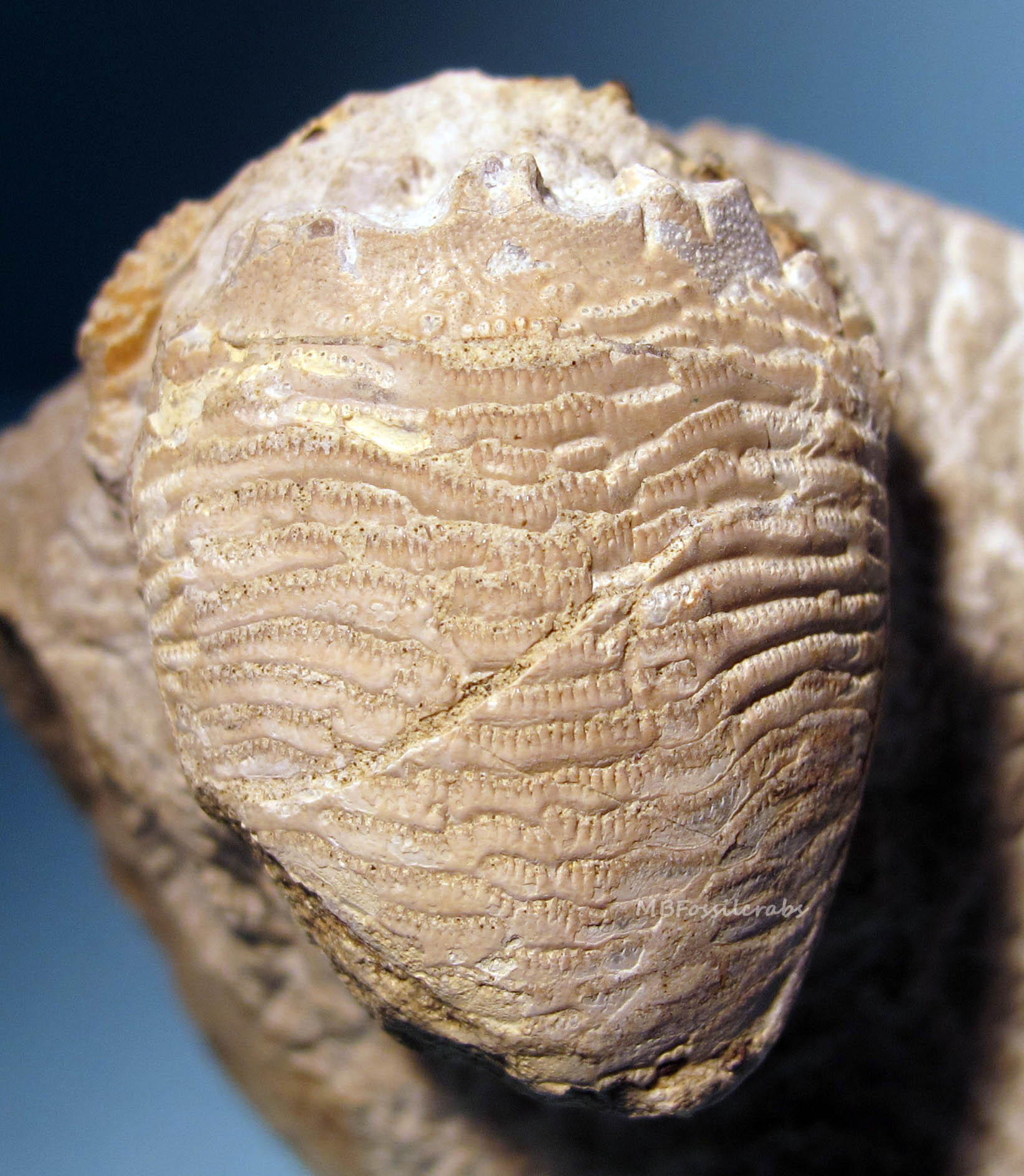 Raninoidea by MB fossil crabs