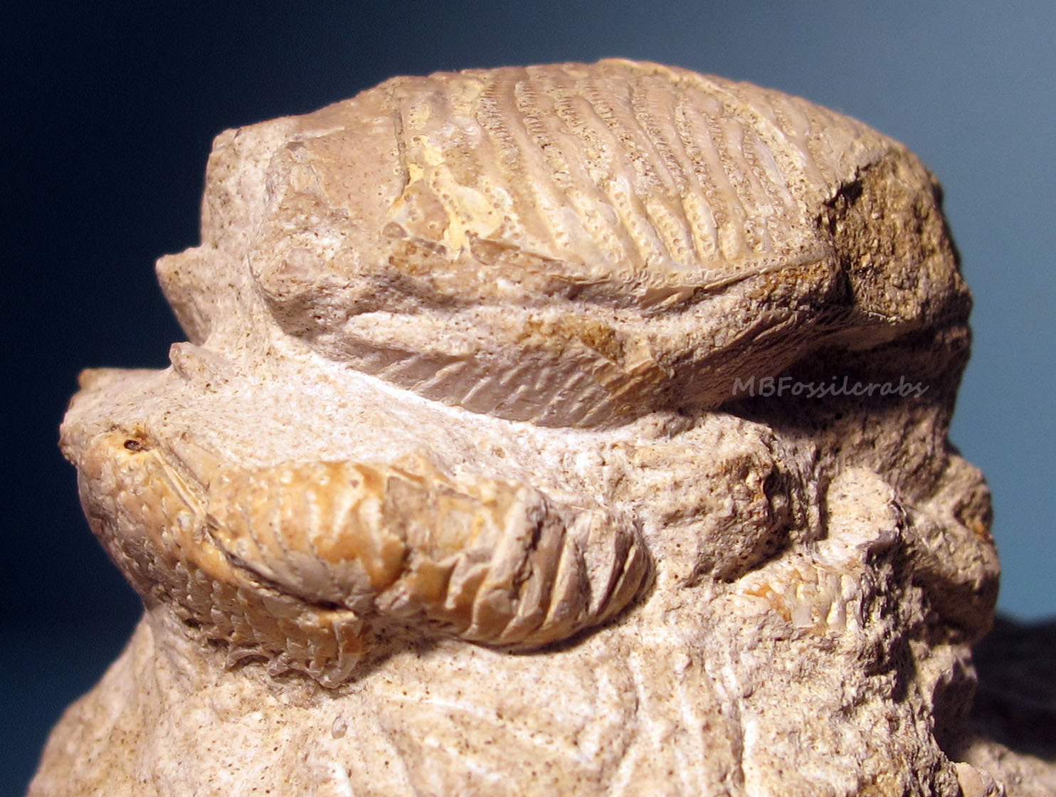 Raninoidea by MB fossil crabs