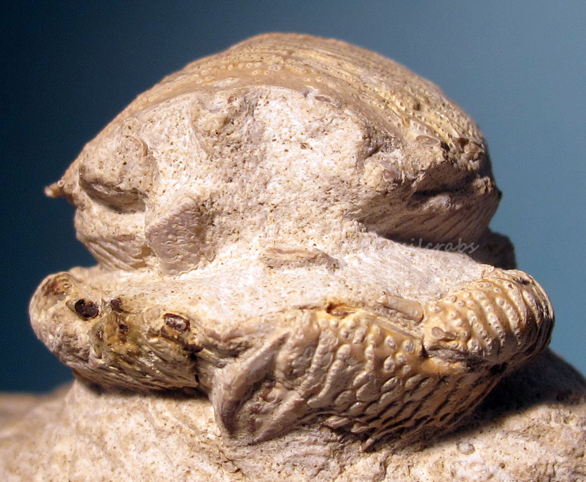 Raninoidea by MB fossil crabs