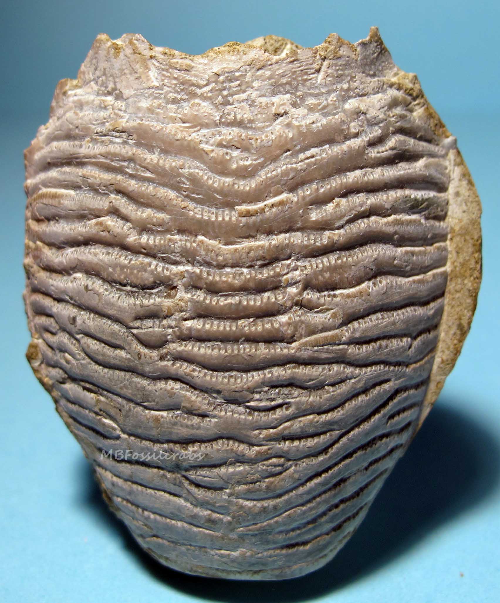 Raninoidea by MB fossil crabs