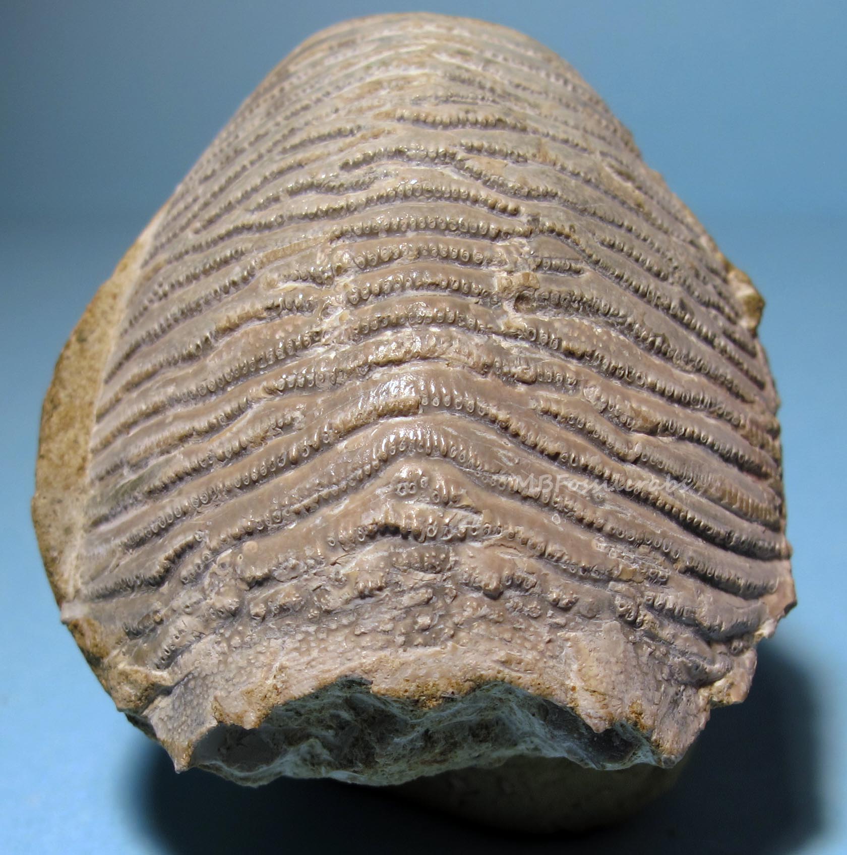 Raninoidea by MB fossil crabs