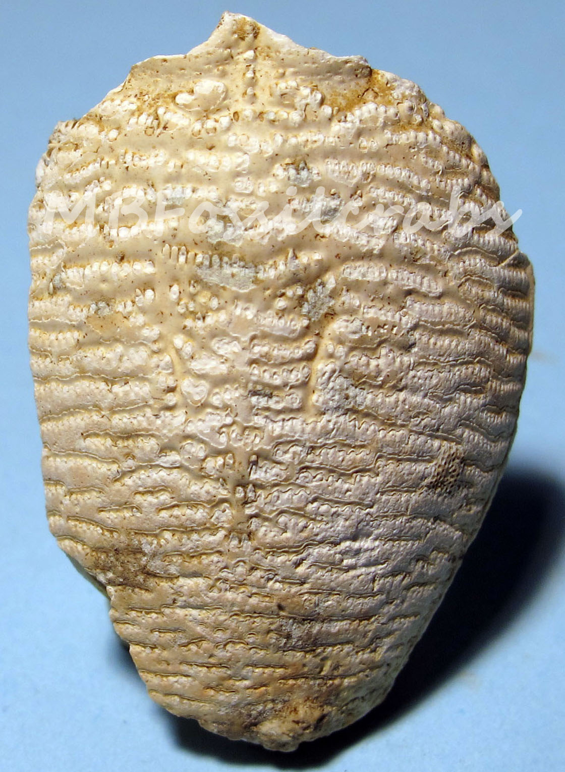 Raninoidea by MB fossil crabs