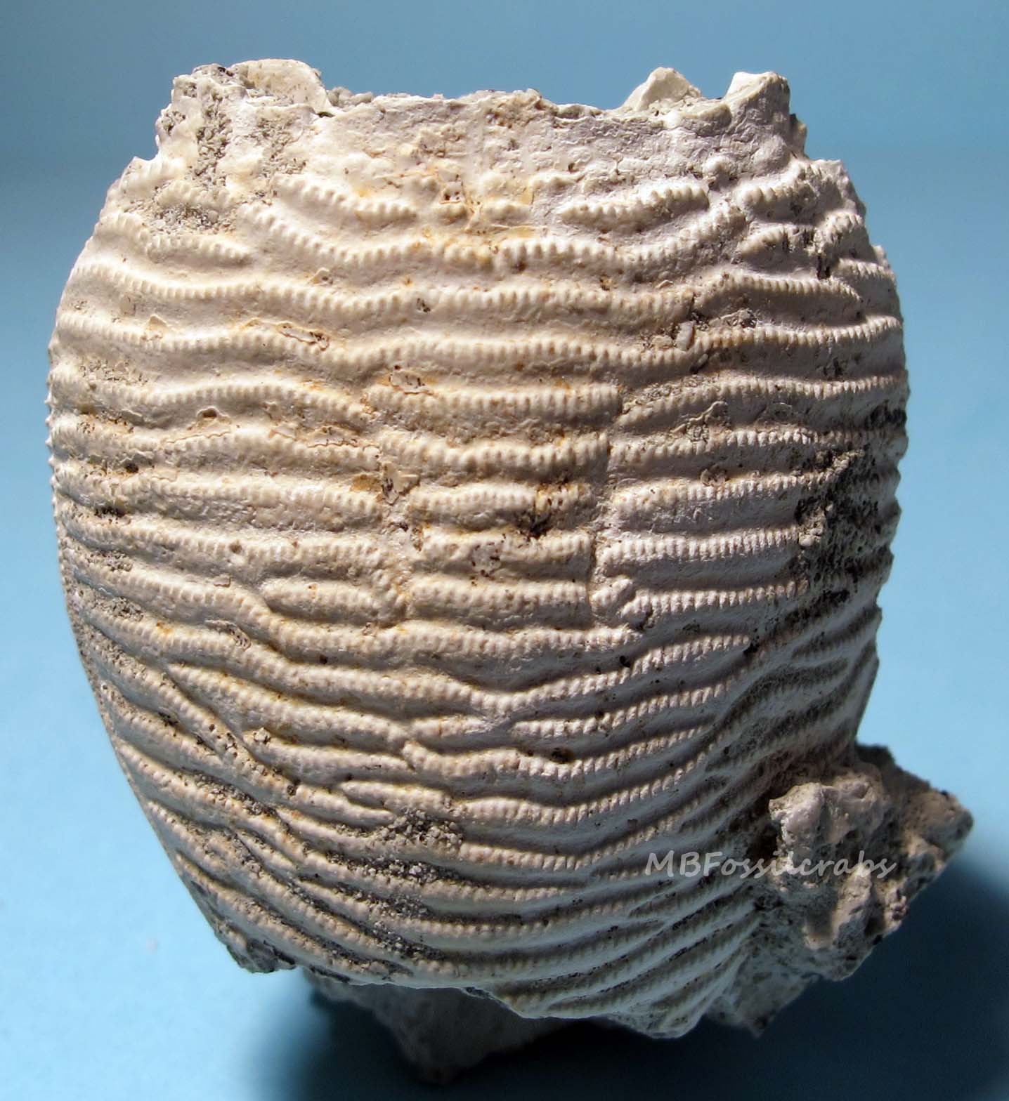 Raninoidea by MB fossil crabs