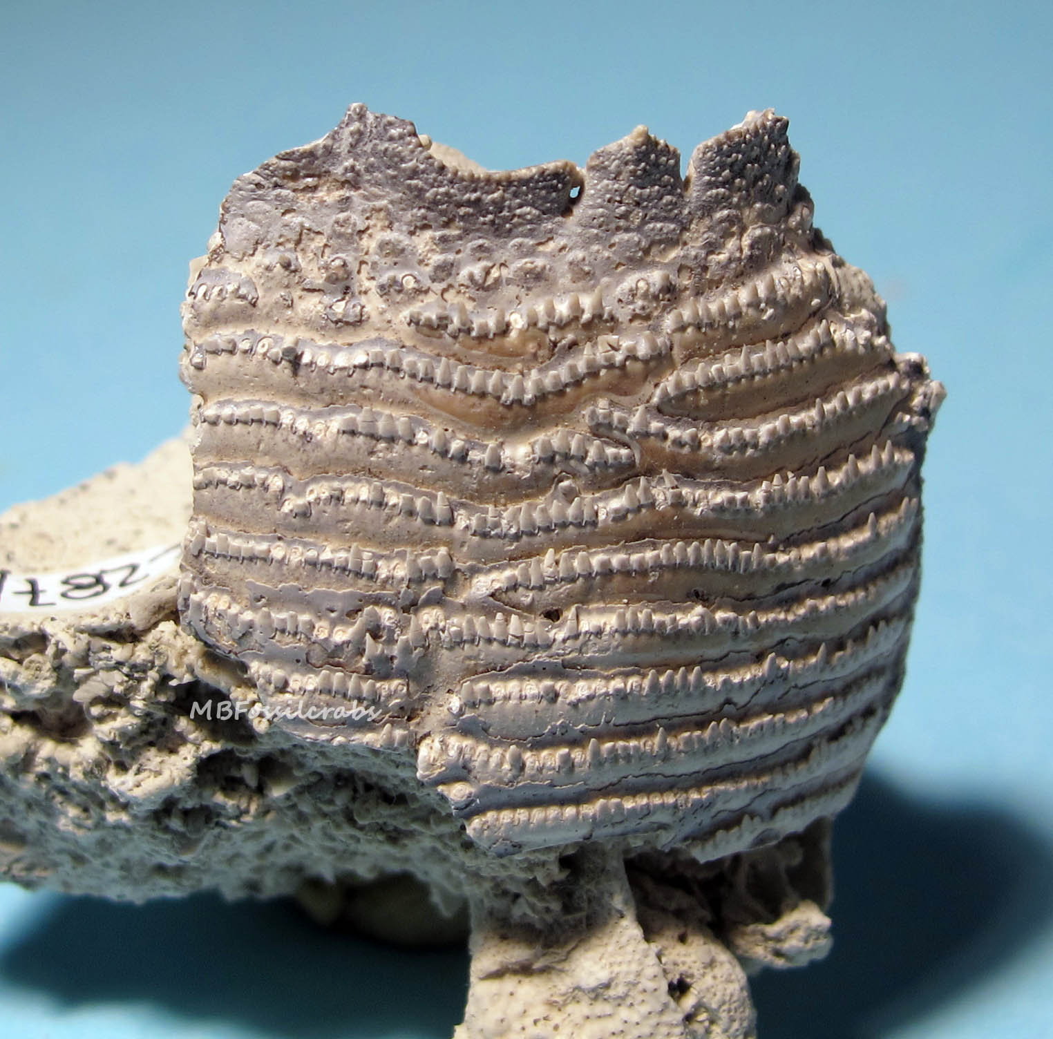 Raninoidea by MB fossil crabs