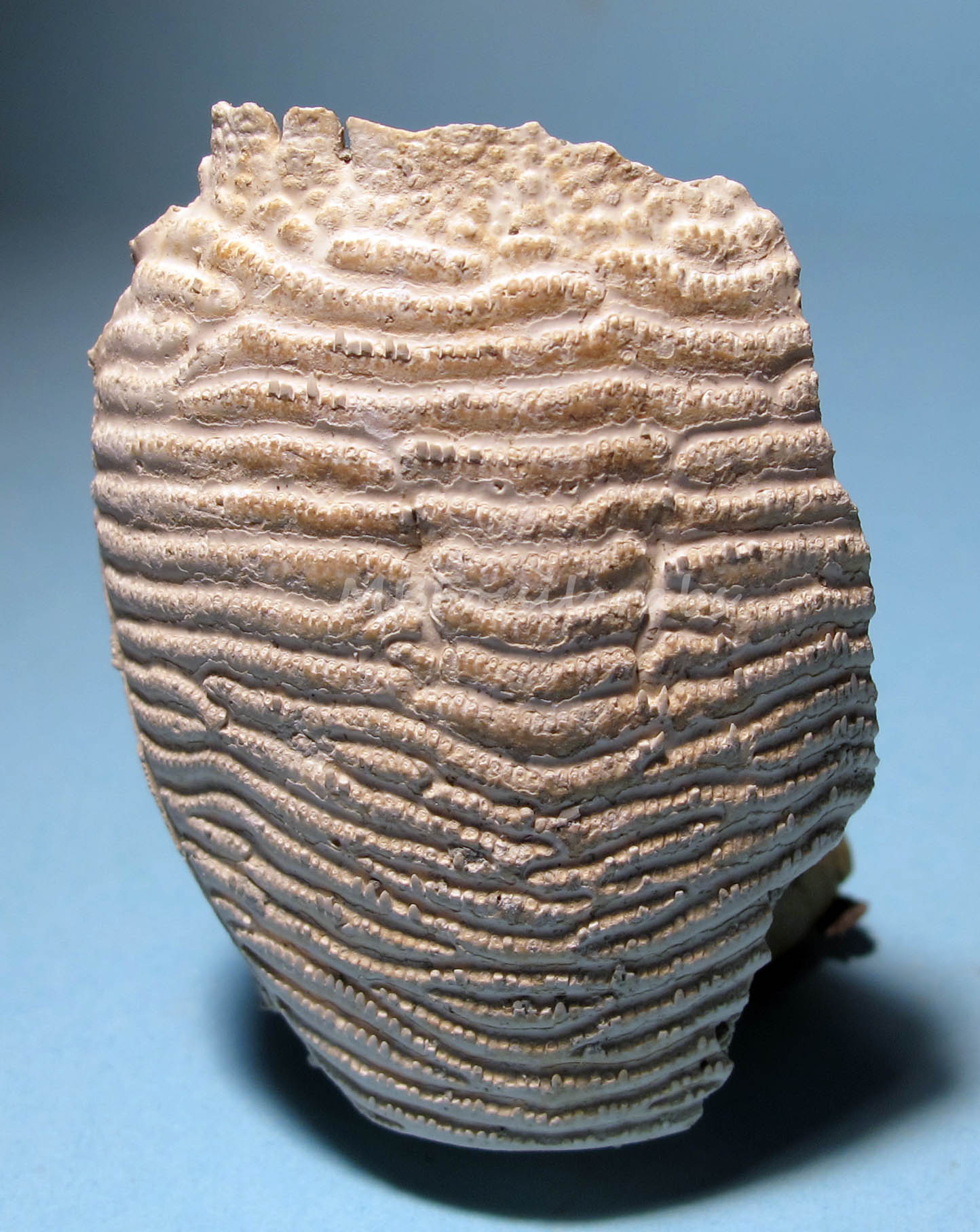 Raninoidea by MB fossil crabs