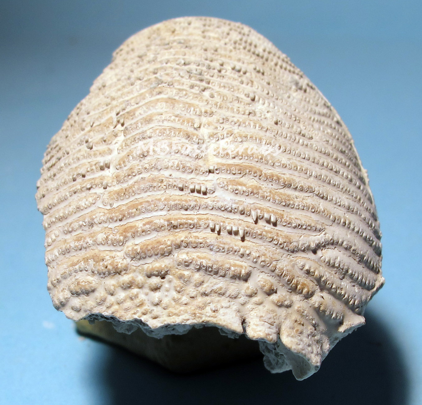 Raninoidea by MB fossil crabs