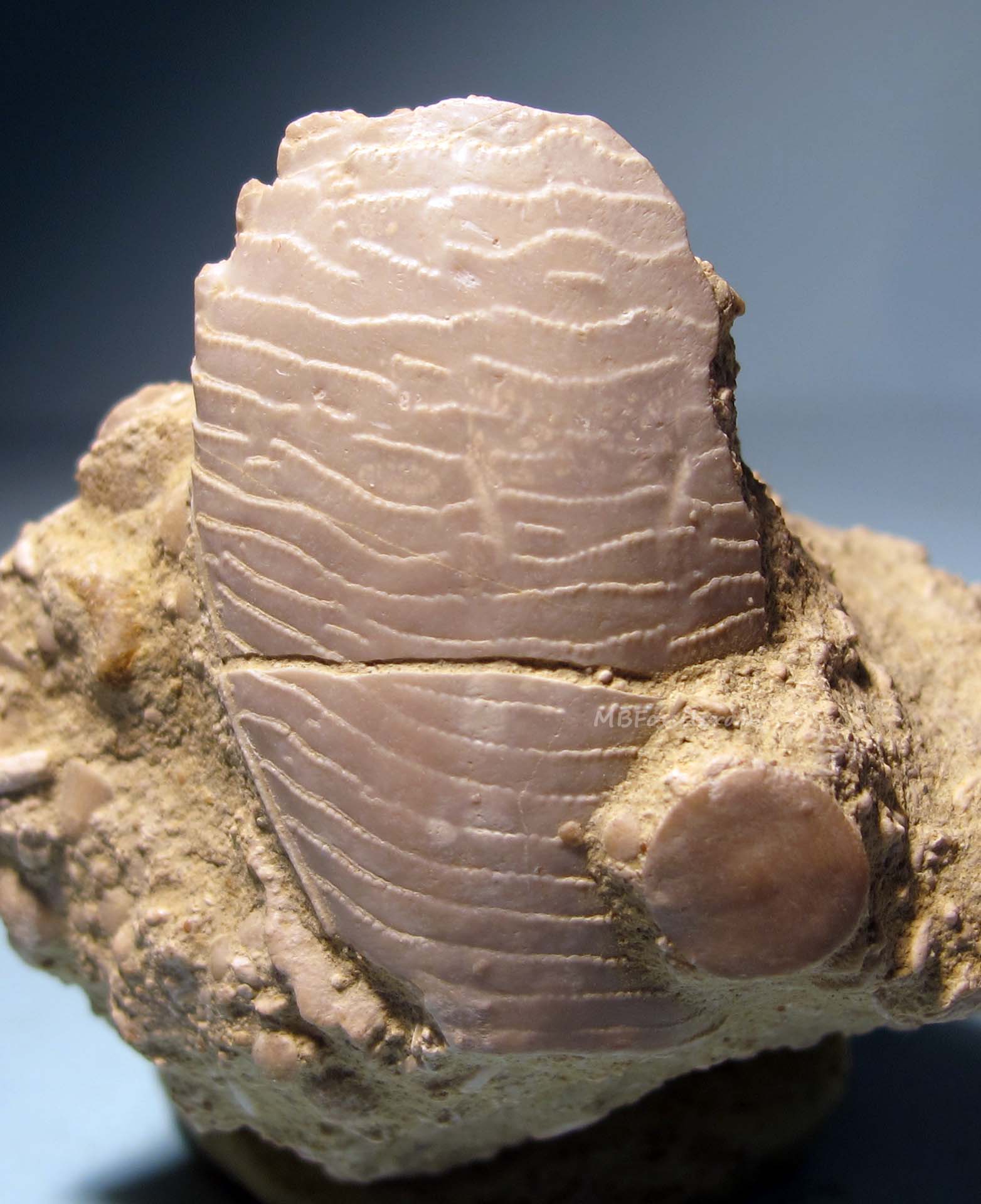 Raninoidea by MB fossil crabs