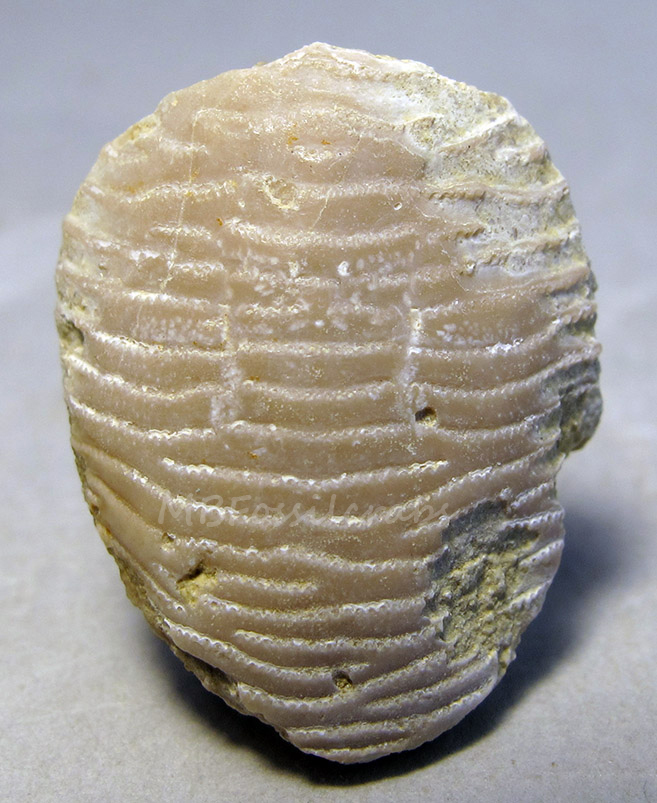 Raninoidea by MB fossil crabs