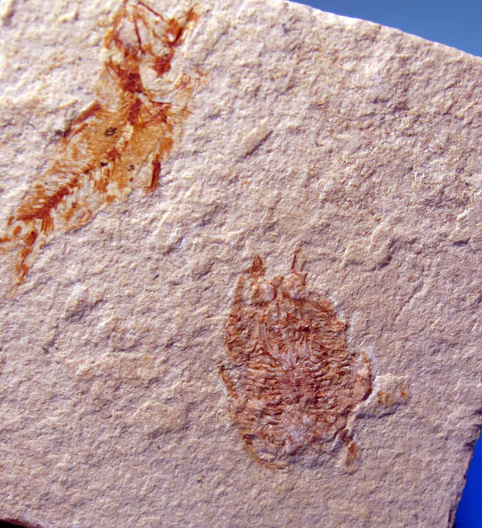 Raninoidea by MB fossil crabs