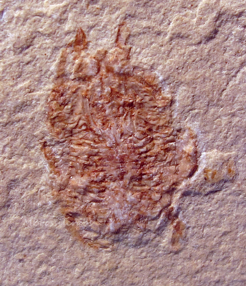 Raninoidea by MB fossil crabs